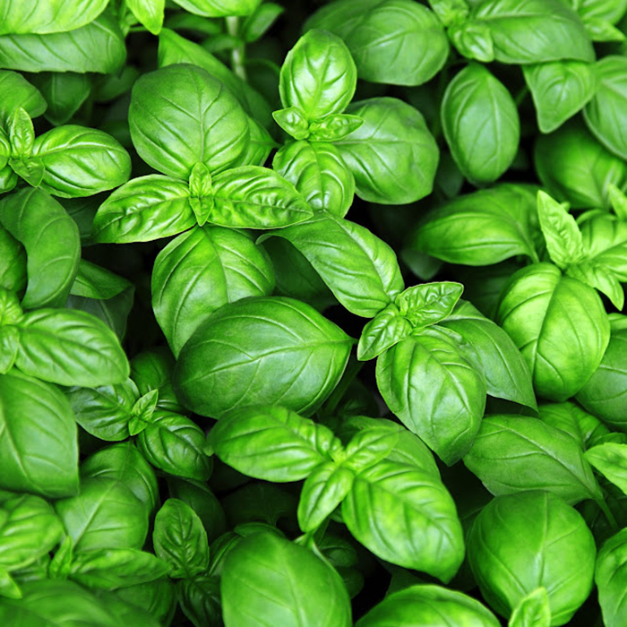 Semillas de Albahaca Genovesa – Huerto Angachilla