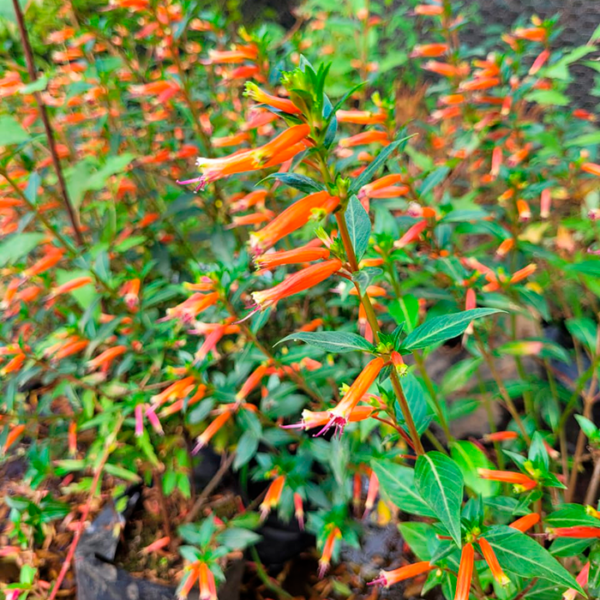 Planta de Cuphea Ignea – Huerto Angachilla
