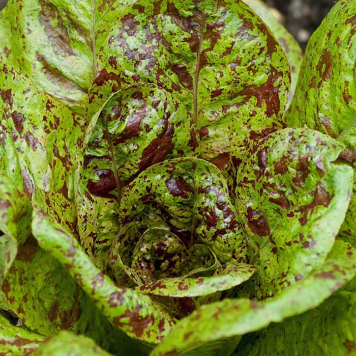 Semillas de Lechuga Red Speckled (Pecosa) – Huerto Angachilla