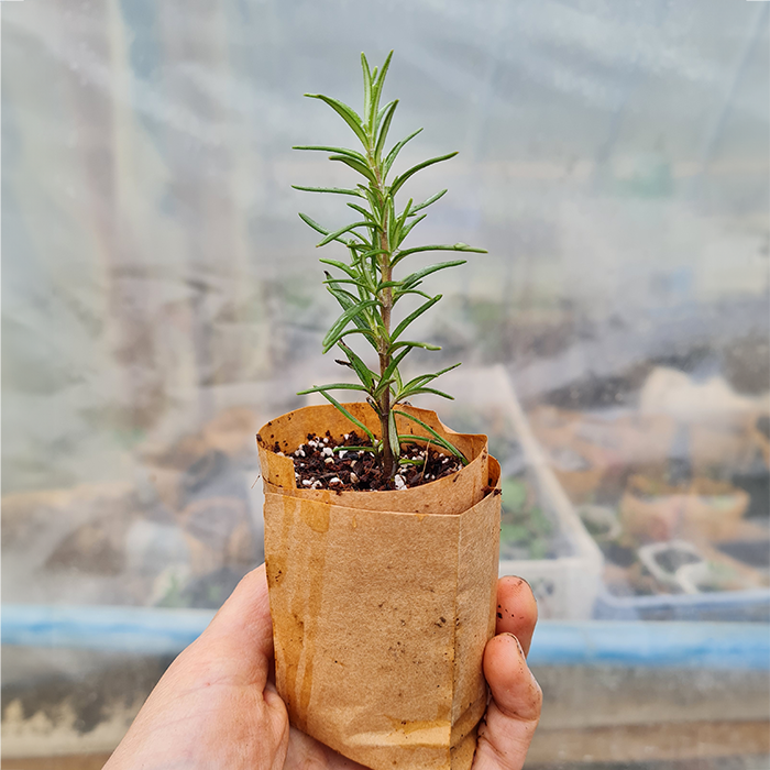 Almácigo Romero – Huerto Angachilla