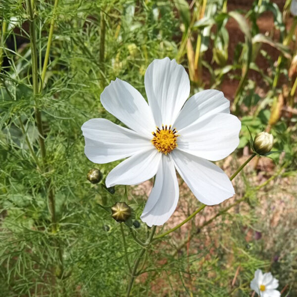Semillas de Cosmos Blanco – Huerto Angachilla