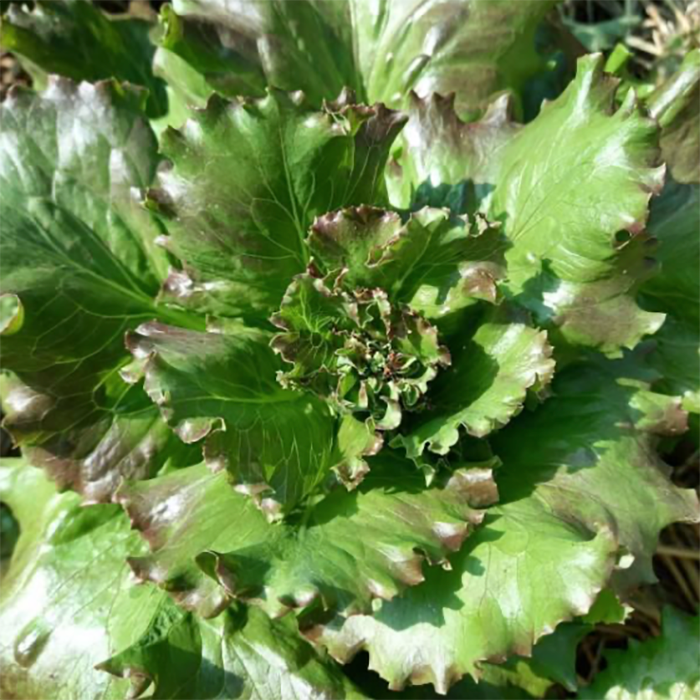 Semillas de Lechuga costina morada – Huerto Angachilla